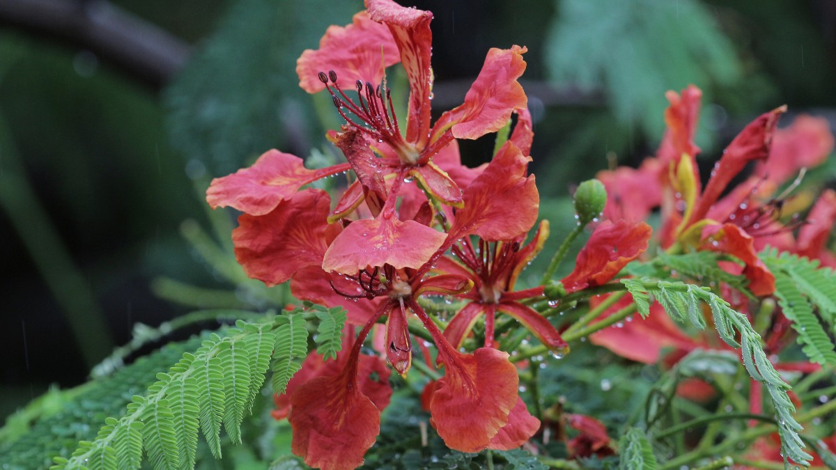 Tổng hợp 50+ hình ảnh hoa phượng đẹp gắn liền với mùa hè